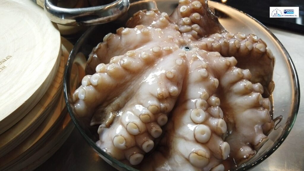 Frozen Raw Octopus - Whole | 1.8kg+- Royale Gourmet